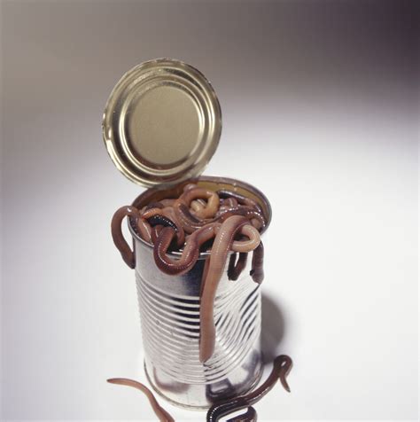 The Best Bait For Rat Traps