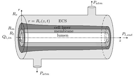 A Schematic Of The Single Fibre Hfb Module With A Cell Layer On The