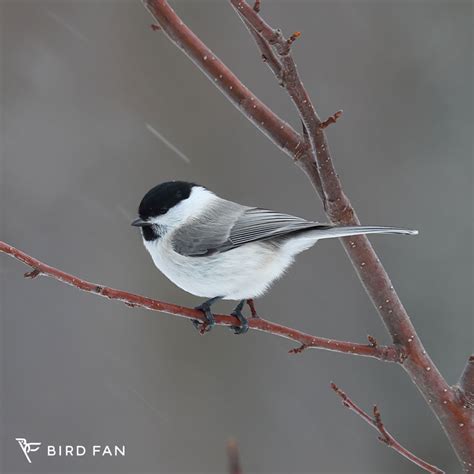 Bird Fan