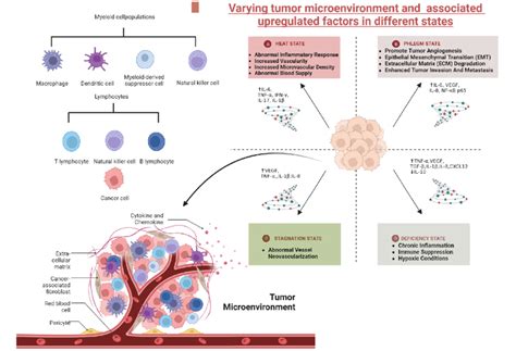 Tumour Microenvironment 13 17 Download Scientific Diagram