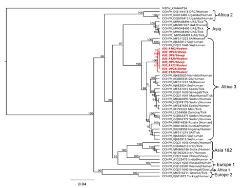 Phylogenetic Relationship Of Cchfv Sequences Detected In Sheep And