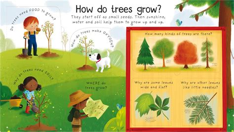 Lift The Flap First Questions And Answers Why Do We Need Trees