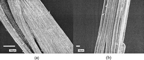 Jute Fibre A Untreated And B 8 Naoh Treated Download Scientific