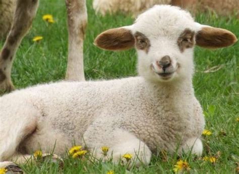 Разведение овец в домашних условиях для инструкция для начинающих