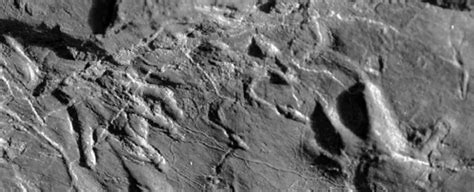 Entire Fossilized Ecosystem Reveals Over 100 Carboniferous Organisms