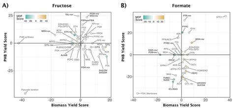 Influence Of Individual Reactions On Biomass Yield And MDF A