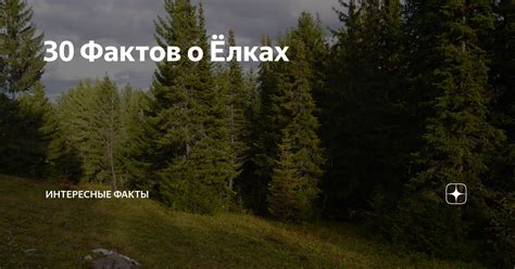 30 Фактов о Ёлках Интересные факты Дзен