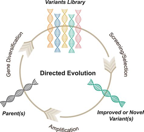 Directed Evolution Methodologies And Applications Chemical Reviews