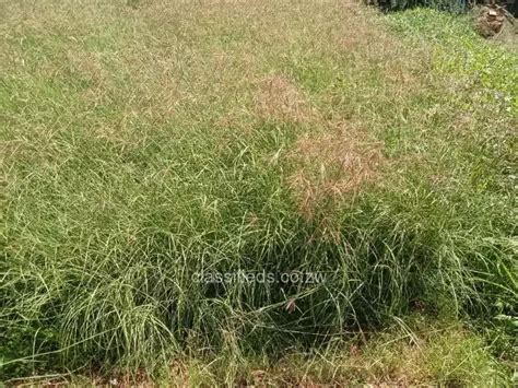 Katambora Rhodes Grass For Sale In Zimbabwe Zw