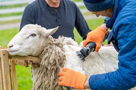 Nycs Only Sheep Shearing Festival Returns This Weekend