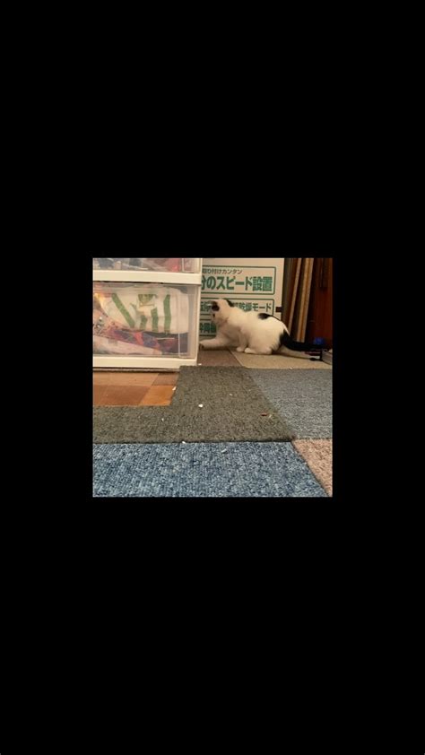 厨二病の嫁が猫を3匹拾ってきた。 Tyunibyounoyome • Instagram Photos And Videos