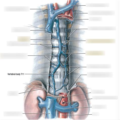 Venous Drainage Labeling Diagram Quizlet