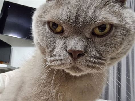 Какие болезни переносят собаки и кошки это должен знать каждый новости питомцы кошки собаки