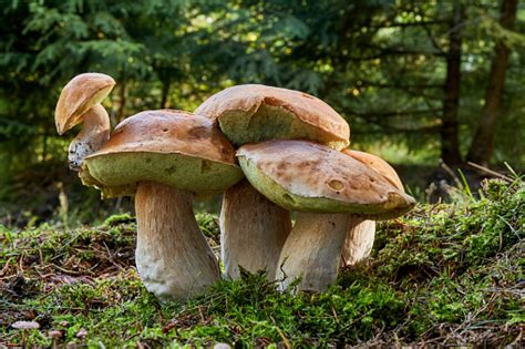 Boletus 새싹입니다 자연 환경에서 곰 팡 이입니다 Boletus에 대한 스톡 사진 및 기타 이미지 Boletus