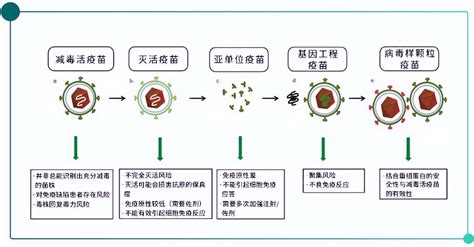 病毒样颗粒疫苗及其纯化工艺简介 财富号 东方财富网