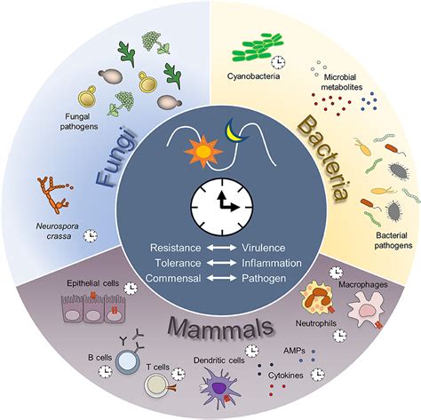 Frontiers Microbes In The Era Of Circadian Medicine