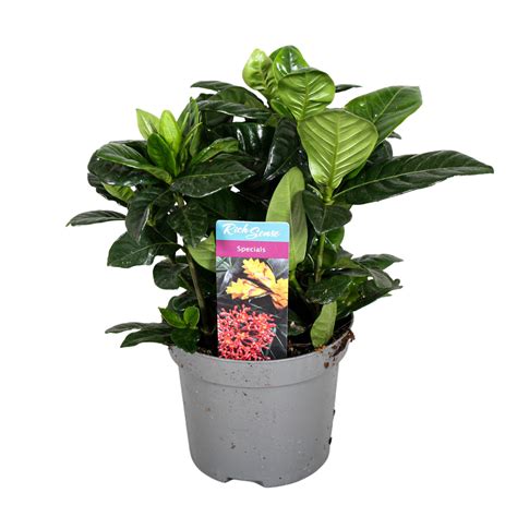 Gardenia Jasminoides Rich Sense Shop Topserviss