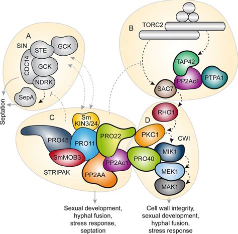 The Interconnected Signaling Pathway Of Sexual Development In S Download Scientific Diagram