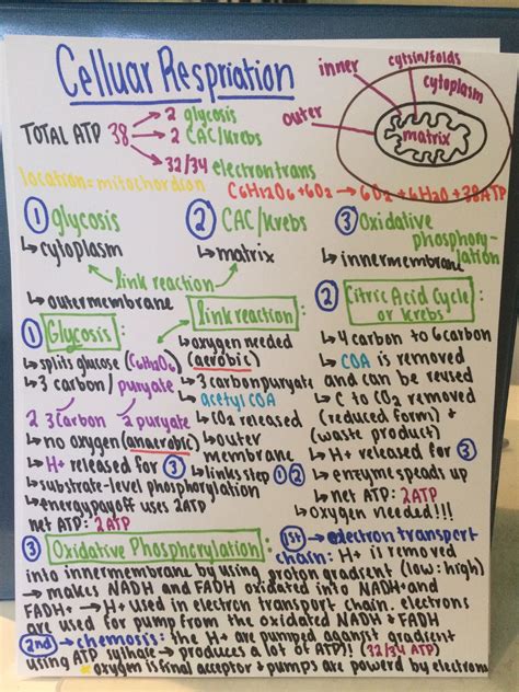 Cellular Respiration And Biochemistry Notes