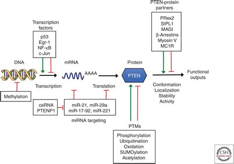 Posttranslational Regulation And Conformational Plasticity Of Pten