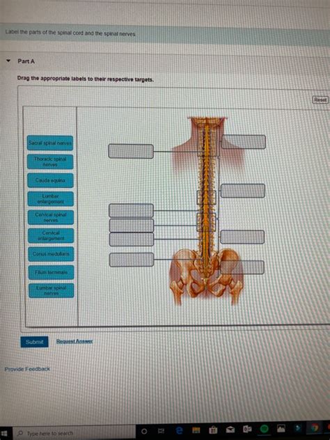 Solved Label The Parts Of The Spinal Cord And The Spinal Chegg