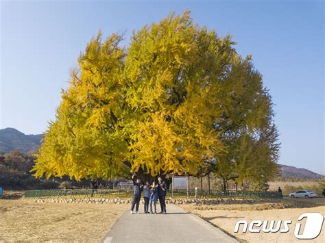 황금 빛으로 물든 반계리 은행나무 뉴스1