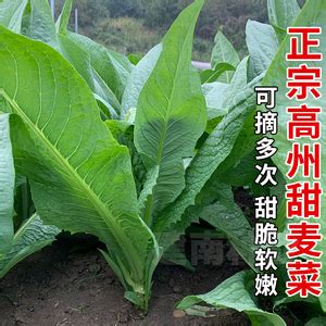 甜麦菜种籽甜麦菜种籽品牌价格 阿里巴巴