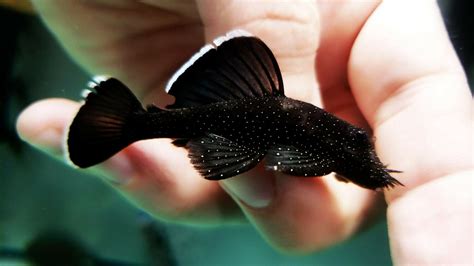 Ancistrus Dolichopterus L183 Starlight Bristlenose Catfish