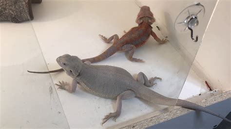 Purple Blue Bearded Dragon