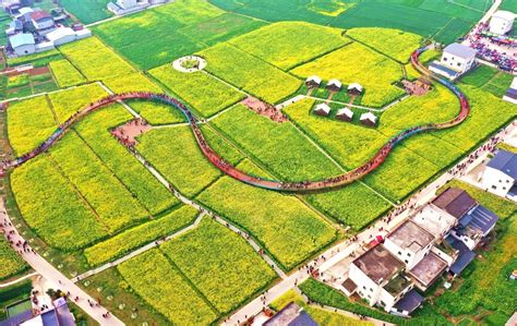 组图600亩油菜花为媒 中江挂面村吸睛又吸金 四川在线