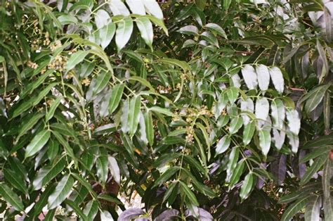 Darisu Film Photography In Bandung