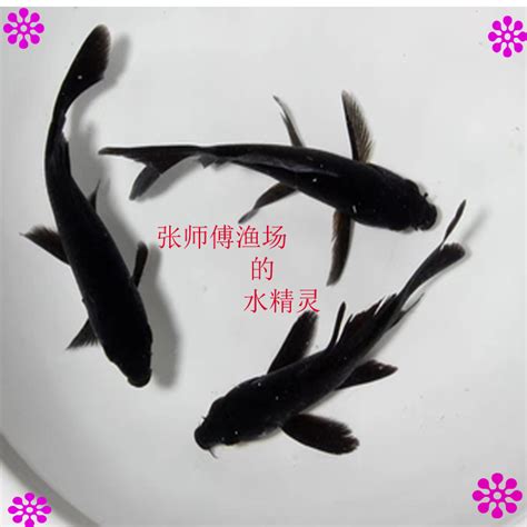 纯种锦鲤活体黑金乌金龙凤红白三色白金冷水观赏鱼淡水招财鱼 虎窝淘