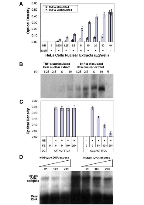 Assays Of Hela Cell Nuclear Extract A Dose Dependent Assay Of Nf κb