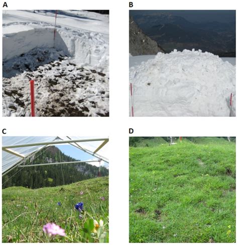 A Advanced Snowmelt B Delayed Snowmelt C Drought Treatment With