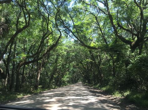 무료 이미지 나무 분기 꼬리 밀림 초목 열대 우림 낙엽 삼림지 서식지 생태계 오래된 성장의 숲 자연 환 경 우디 식물 온화한 넓은 잎과 혼합 숲
