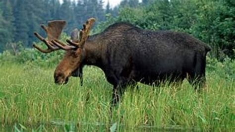 Maritime Moose Sex Corridor Gets 52k From U S Charity Cbc News