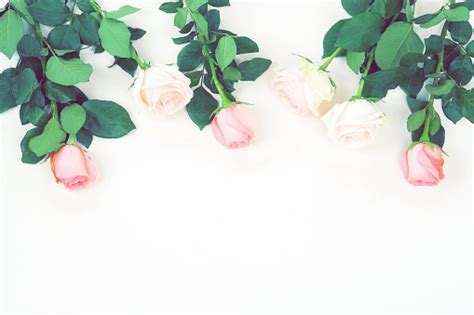 꽃 배경입니다 흰색 배경 상단보기 복사 공간에 분홍색 장미 꽃다발 파스텔 컬러 홀리데이 컨셉 0명에 대한 스톡 사진 및 기타 이미지 Istock