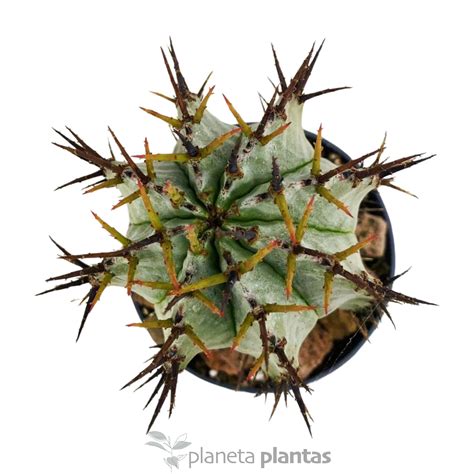 Exclusivas Suculentas Crasas Cactus Y Agaves