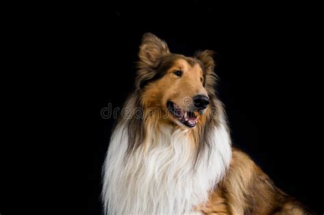 Rough Collie Dog Portrait Stock Image Image Of Long 352349365