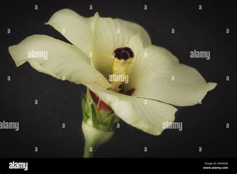 Close Up Macro View Of Yellow Okra Flower Isolated On Textured Black