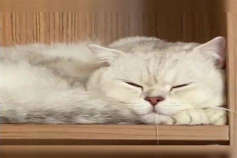 口水猫！猫咪睡觉流口水，网友：像极了午睡的自己。猫咪网友口水