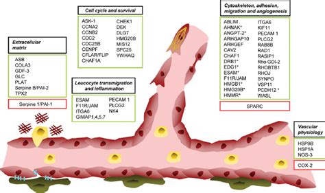 The Gene Expression Fingerprinting Of Hht And Vascular Biology A