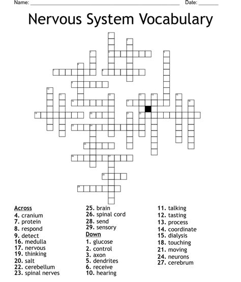 Nervous System Vocabulary Crossword Wordmint