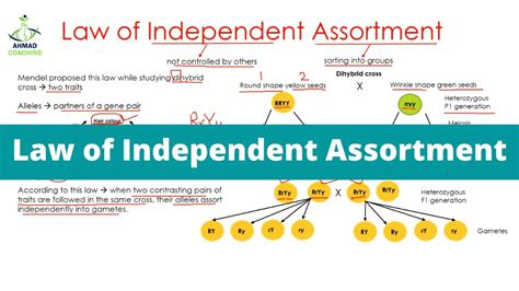 Mendel Law Of Independent Assortment
