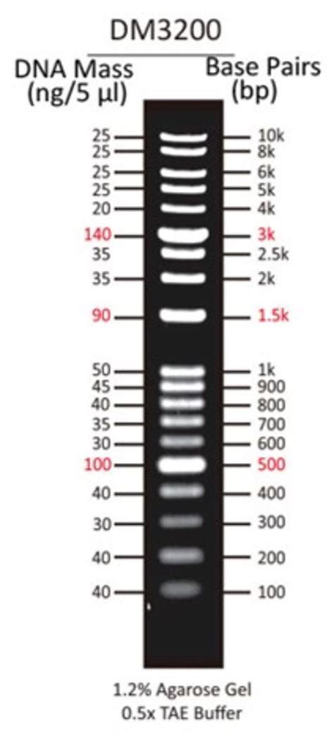 Dna Ladders