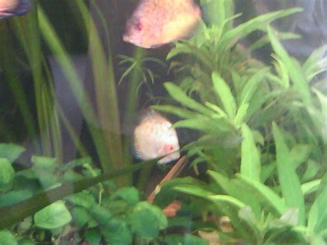 Engrais Maison Aquarium Ventana Blog