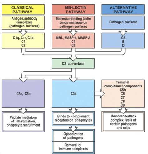 Immunology Exam 1 Lecture 5 Complement Flashcards Quizlet