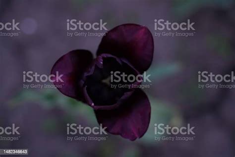 チューリップの花の庭の春の背景に上面図にチューリップの花が咲きます アメリカ合衆国のストックフォトや画像を多数ご用意 アメリカ合衆国