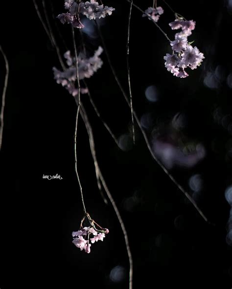 「散る桜 残る桜も 散る桜」 まさに命が尽きようとしている時 例え命が長らえたとしても 散りゆく命であることには変わりない 人生は儚いものである