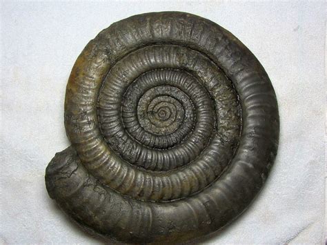 Collections The Fossil Forum